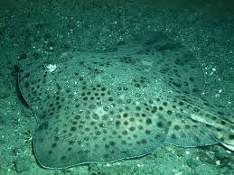 STOP TYRANIU ZVIERT - Vsetky ryby sveta