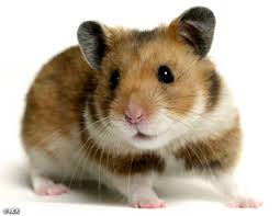Veterinary advice: Hamsters with vaginal discharge